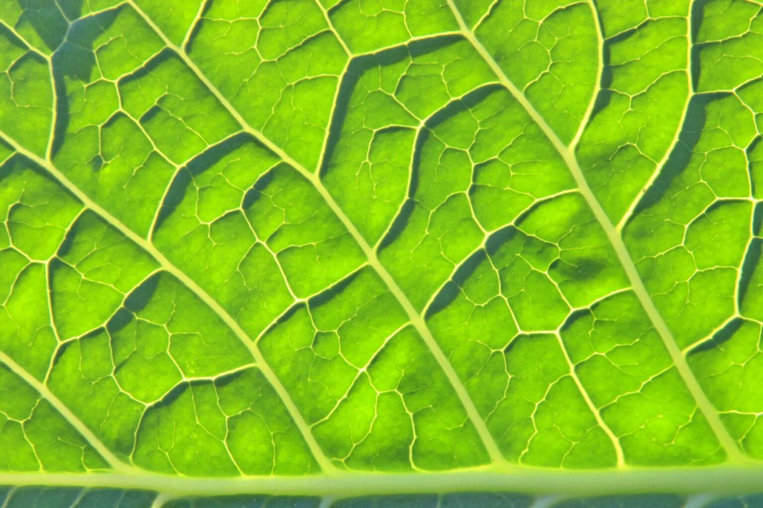 BLADER: NATUREN OG ORGANISKE FORMER, FARGER OG MØNSTER - Gerard Waegeneire.